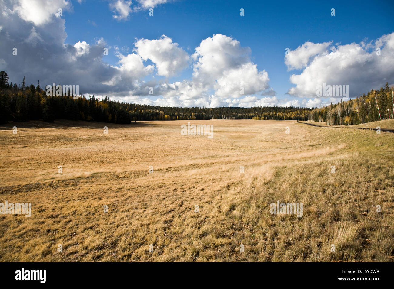 kaibab national forest Stock Photo - Alamy