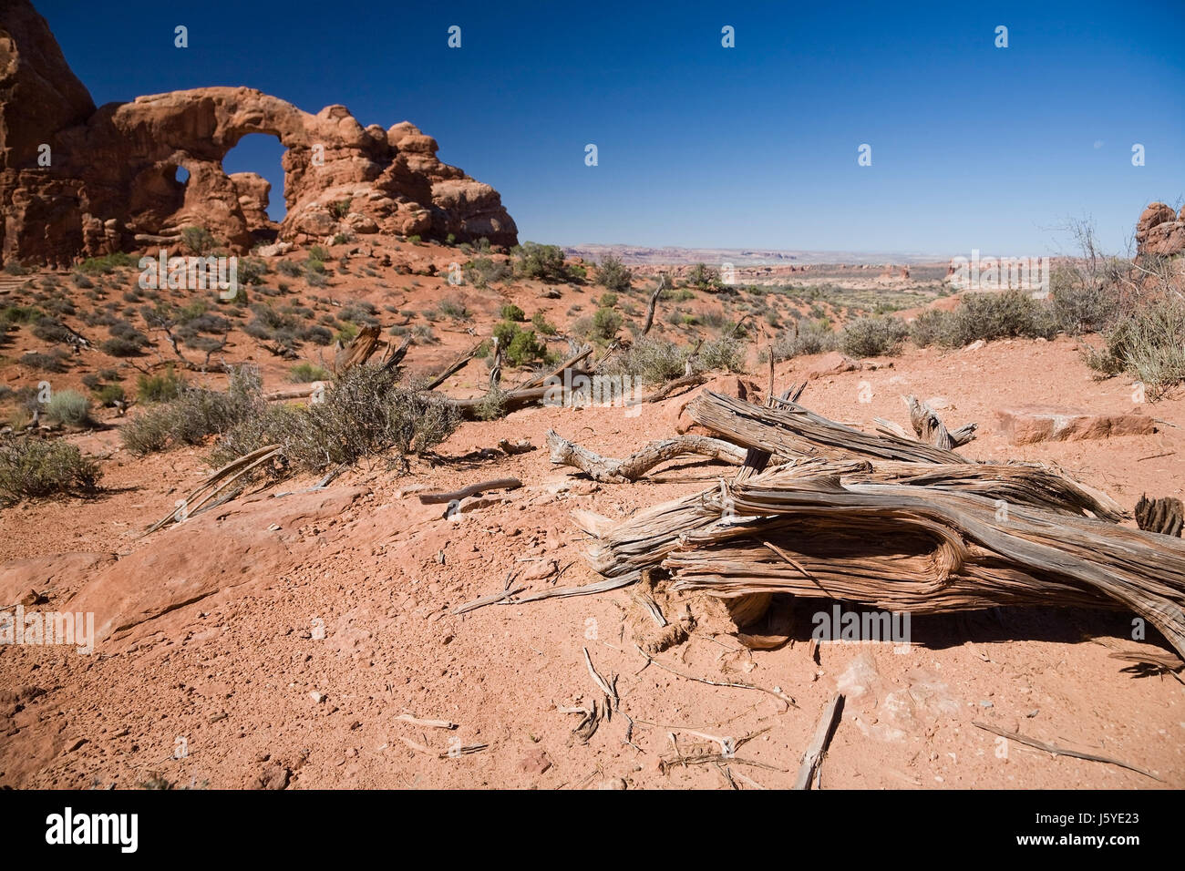 national park arc snag arcs national park trunk arc usa rock sandstone ...