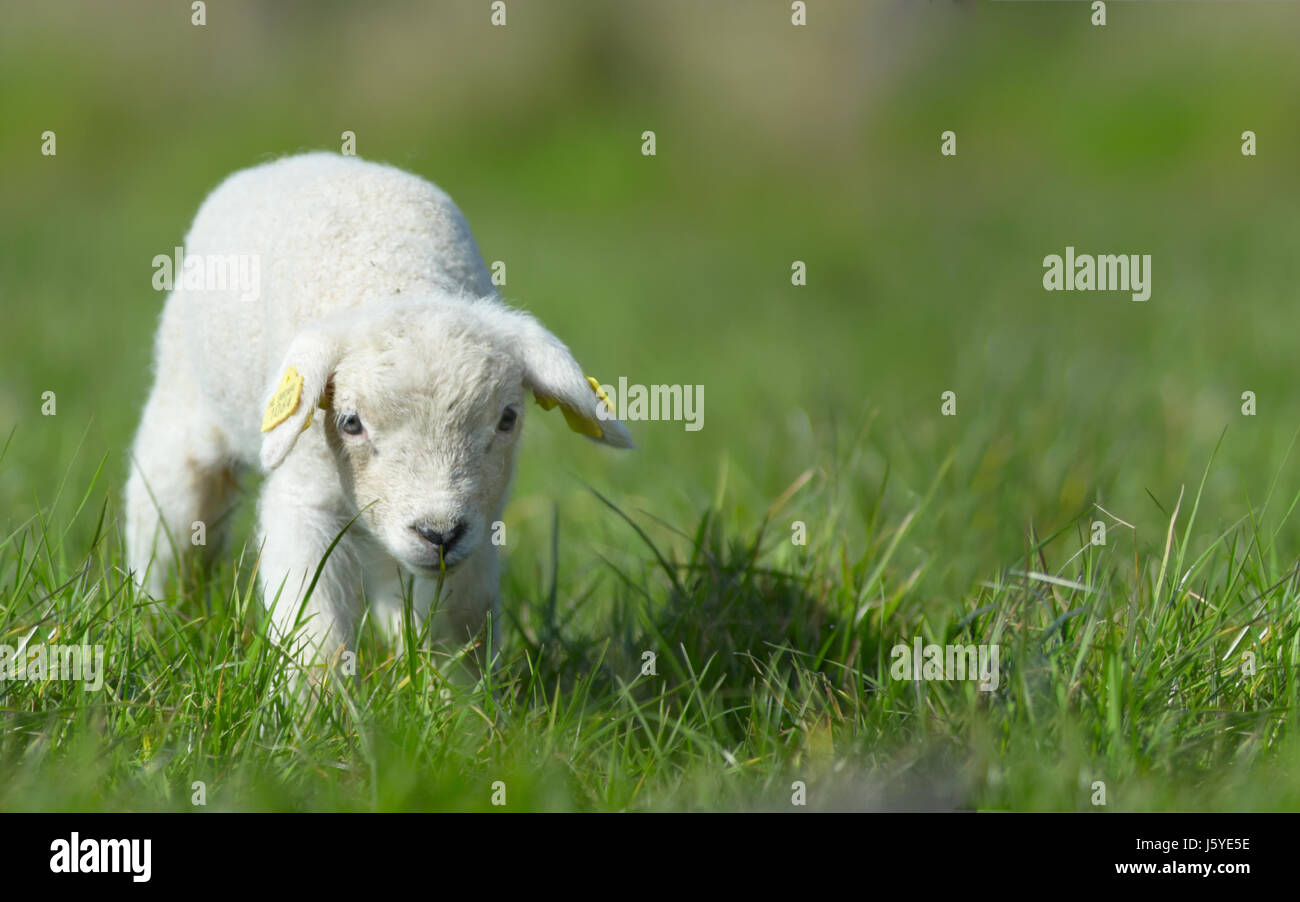lamb in spring Stock Photo - Alamy