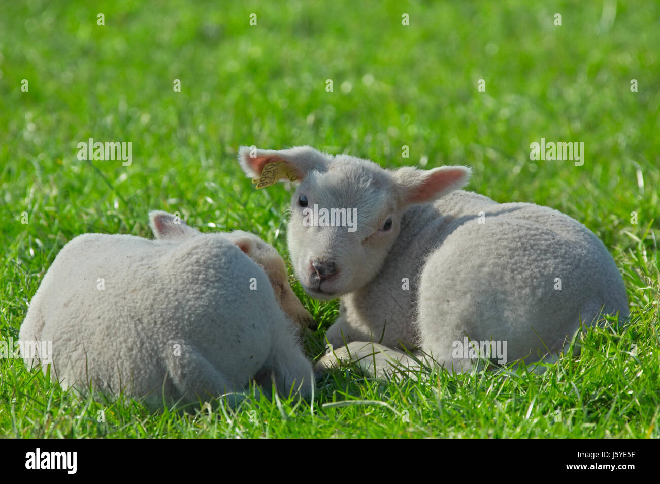 lamb in spring Stock Photo - Alamy