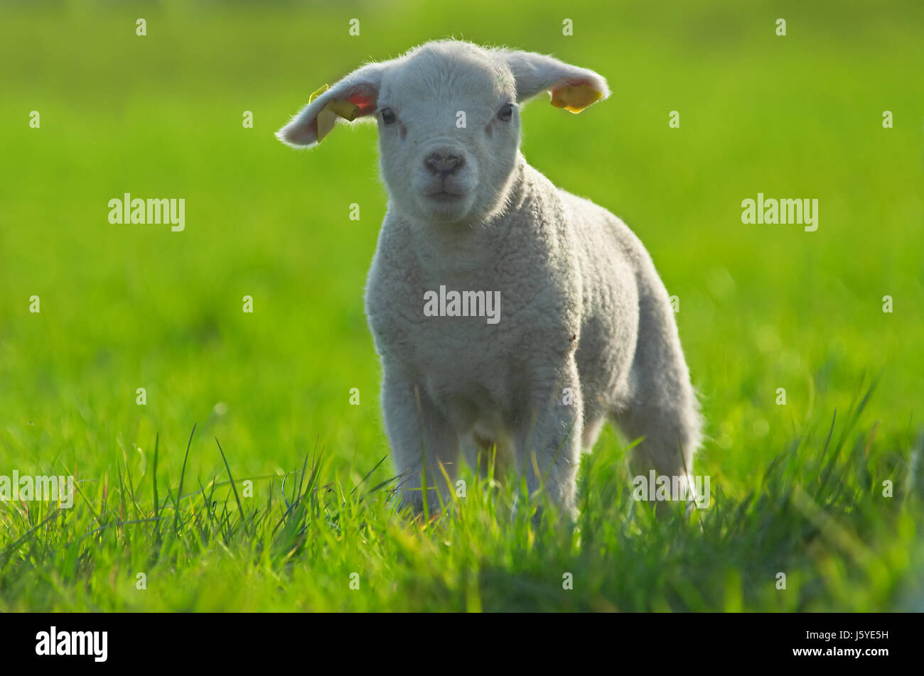 lamb in spring Stock Photo - Alamy