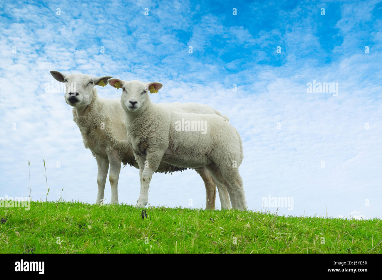 lamb in spring Stock Photo - Alamy