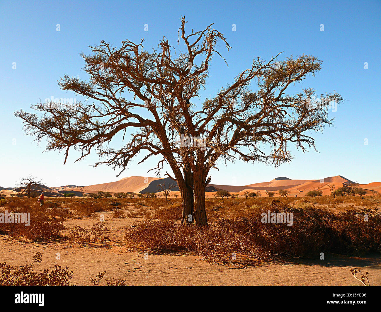tree desert wasteland africa namibia location shot steppe dune blue ...