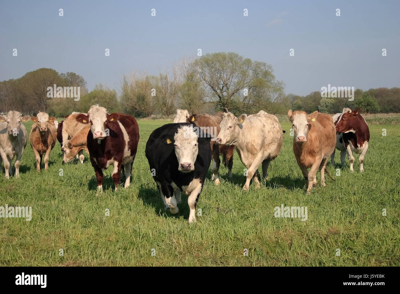 Gorgeous looking cow hi-res stock photography and images - Alamy