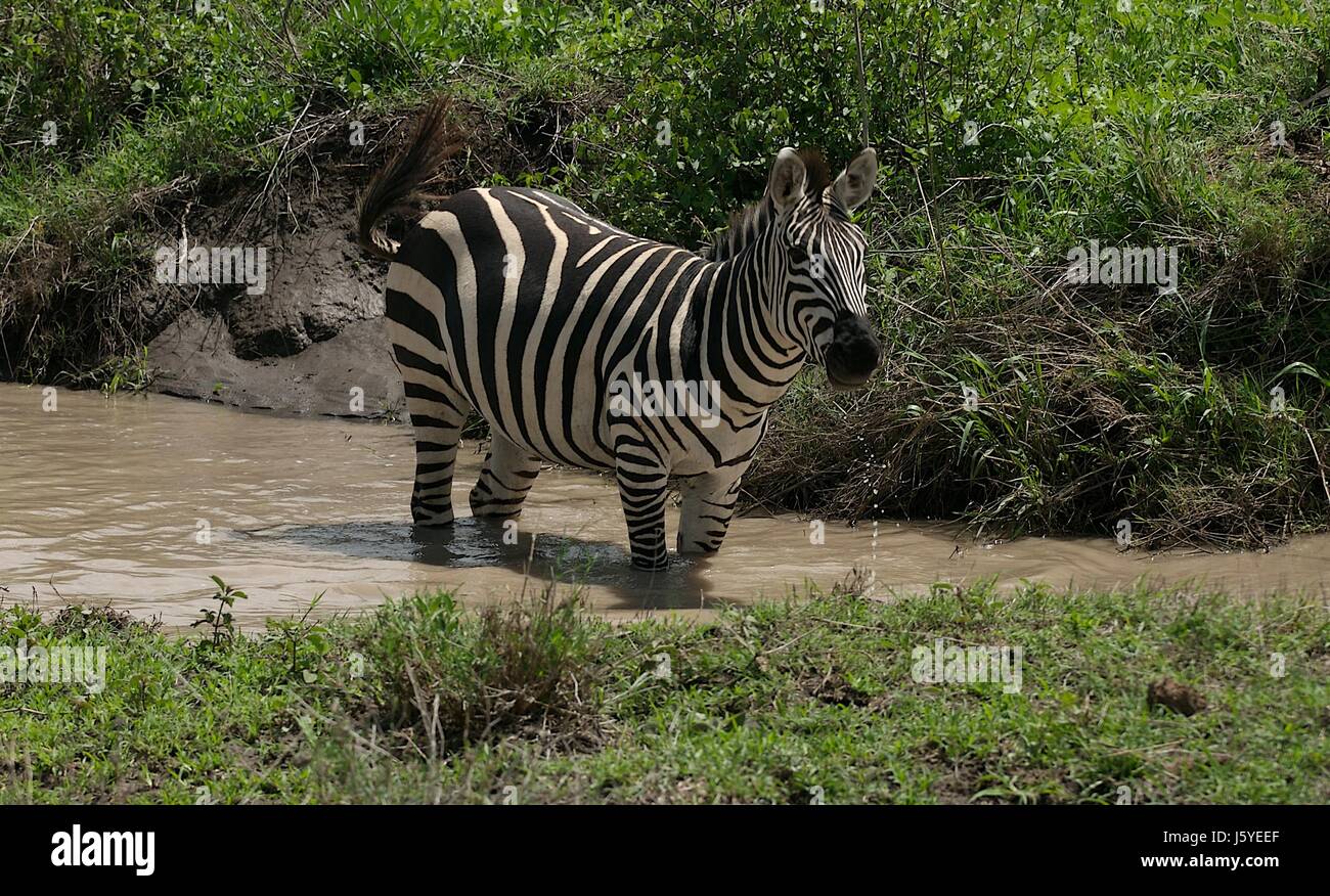 Zebra im wasser hi-res stock photography and images - Alamy