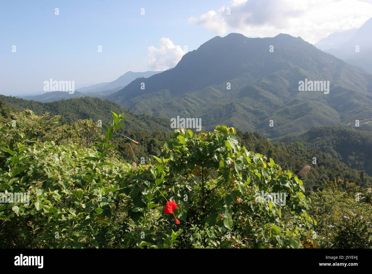 tree trees hill malaysia borneo flour landscape scenery countryside ...