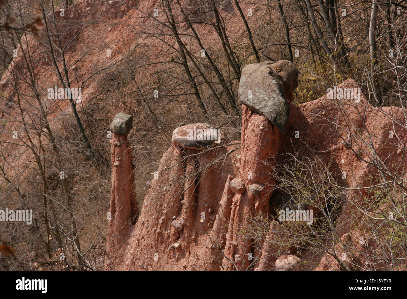 erosion pyramids washed out wash out tree stone south tyrol formation ...