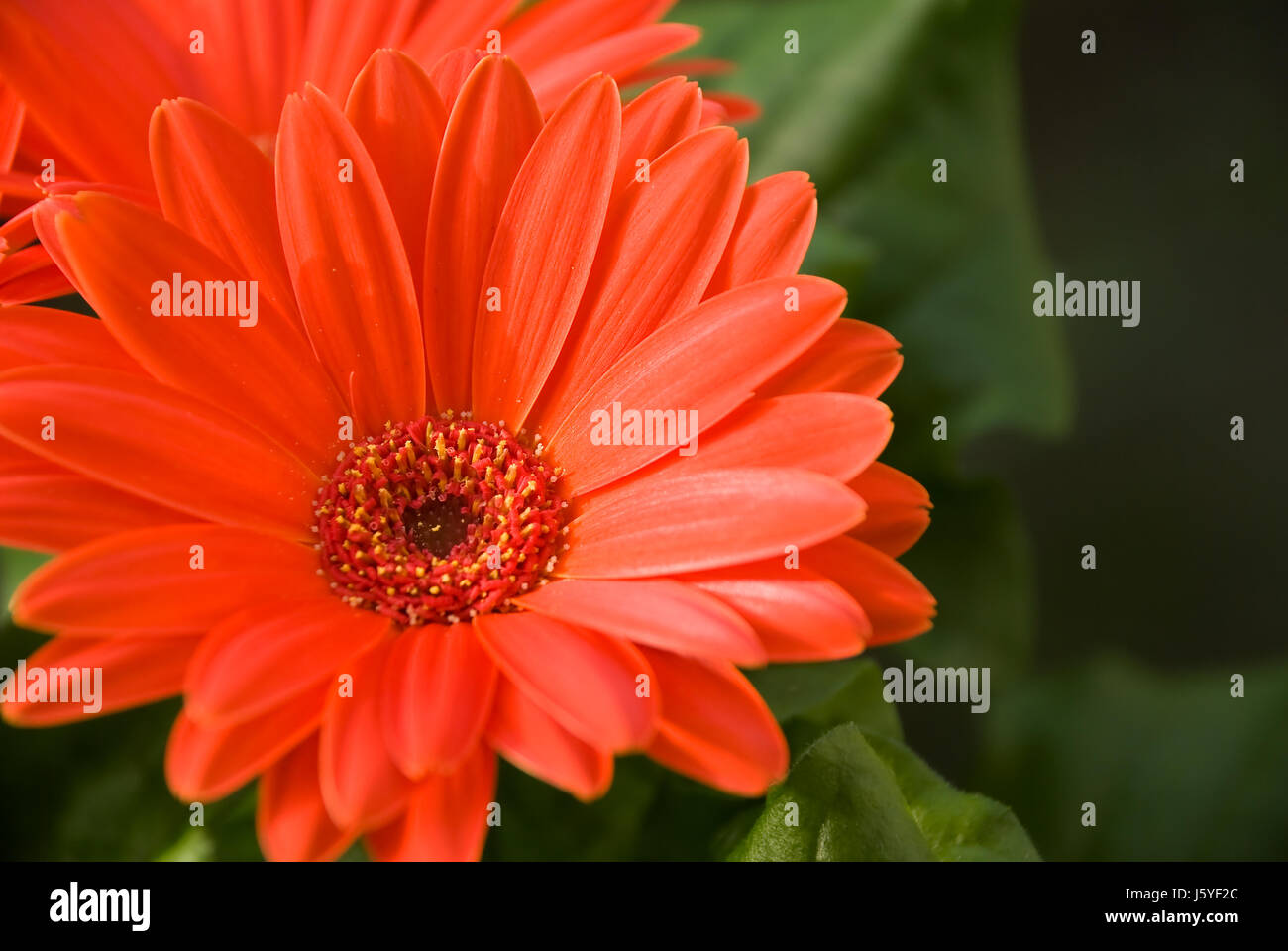 plant flower easter spring gerbera design shaping formation shape model ...