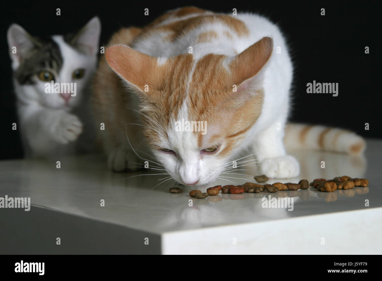 Deep black cat hi-res stock photography and images - Alamy