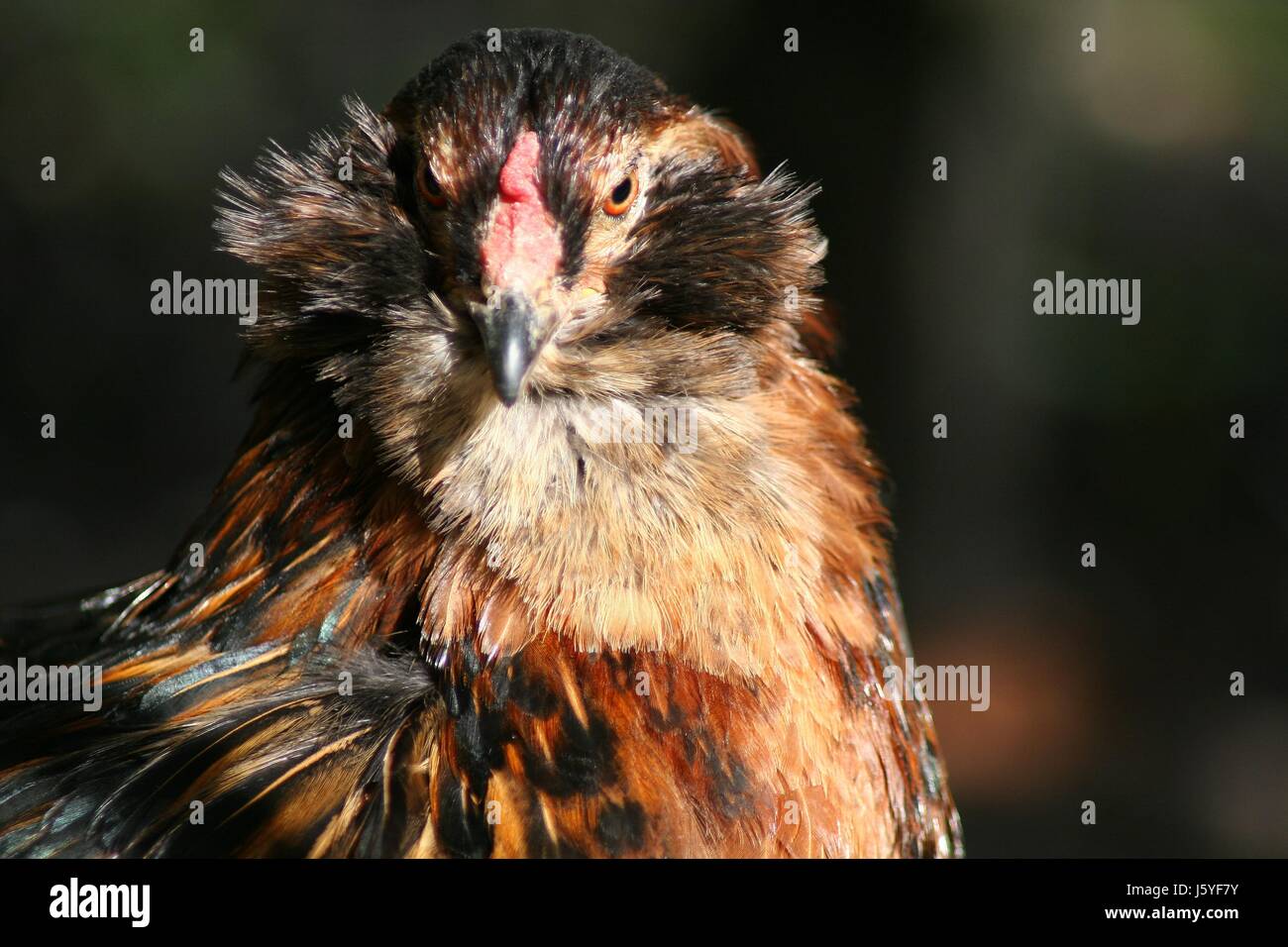 Araucana hen araucana chickens hi-res stock photography and images - Alamy