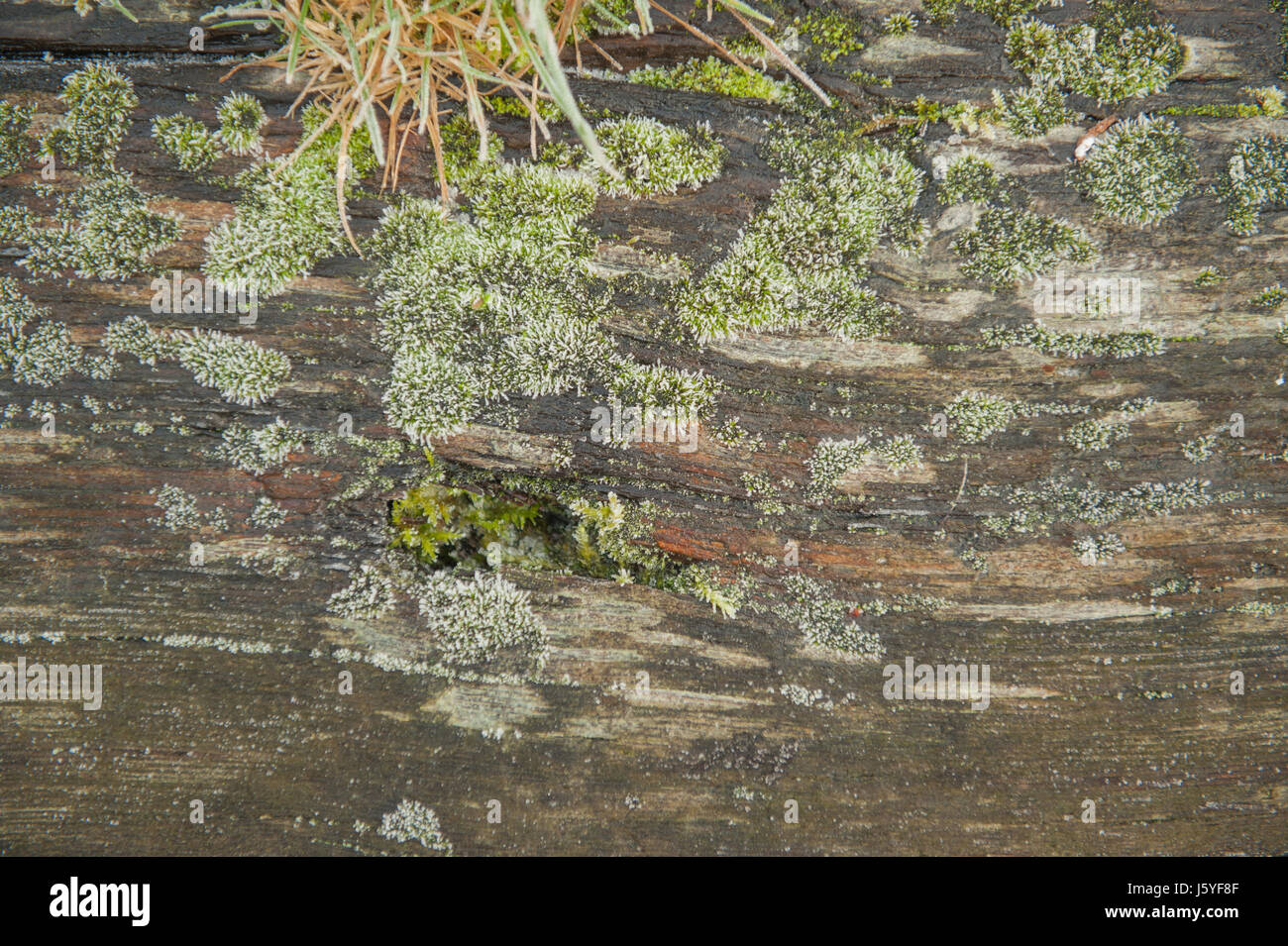 frost in garden wood with moss Stock Photo - Alamy