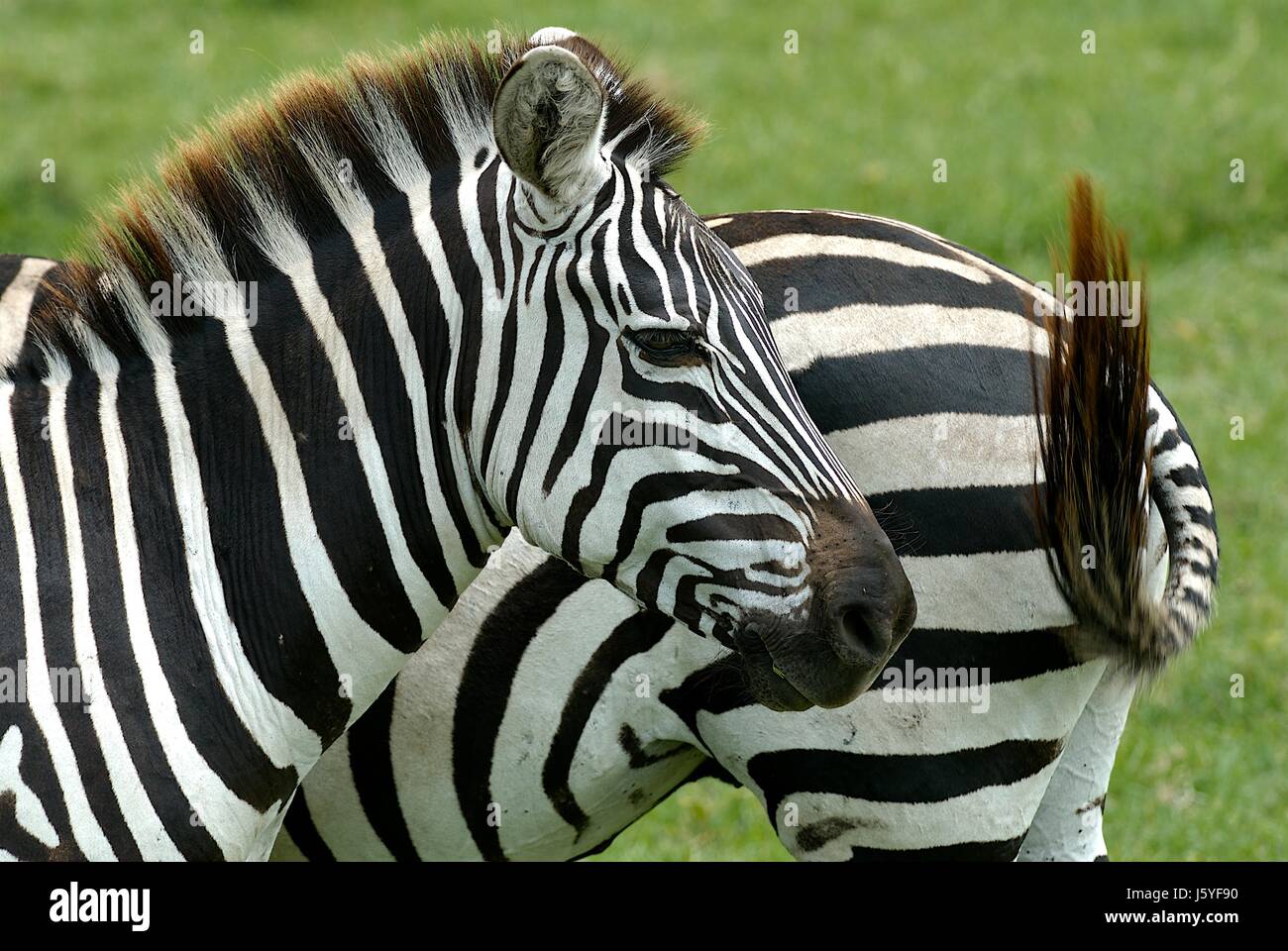 front and back Stock Photo - Alamy