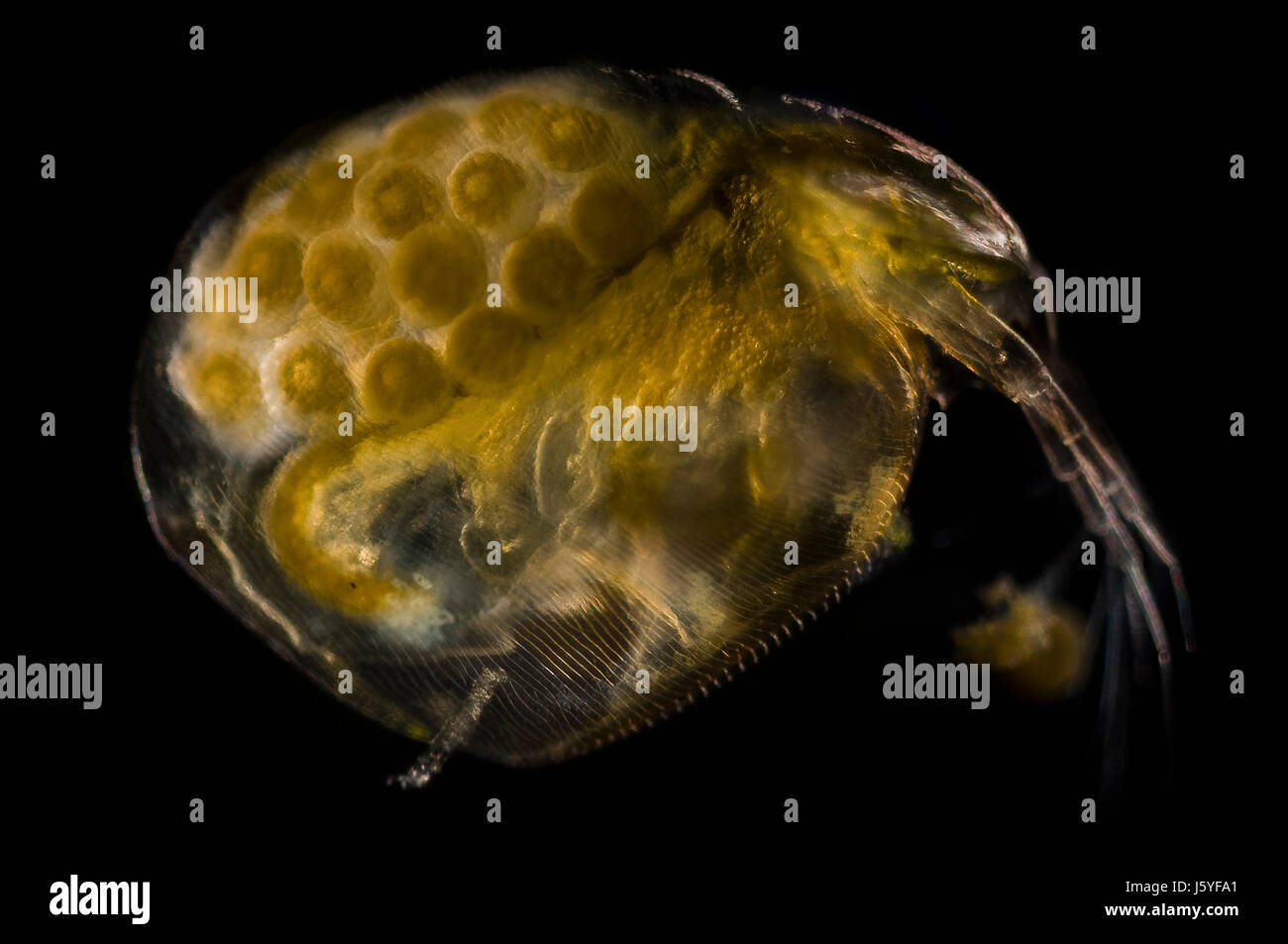 Daphnia pulex hi-res stock photography and images - Alamy