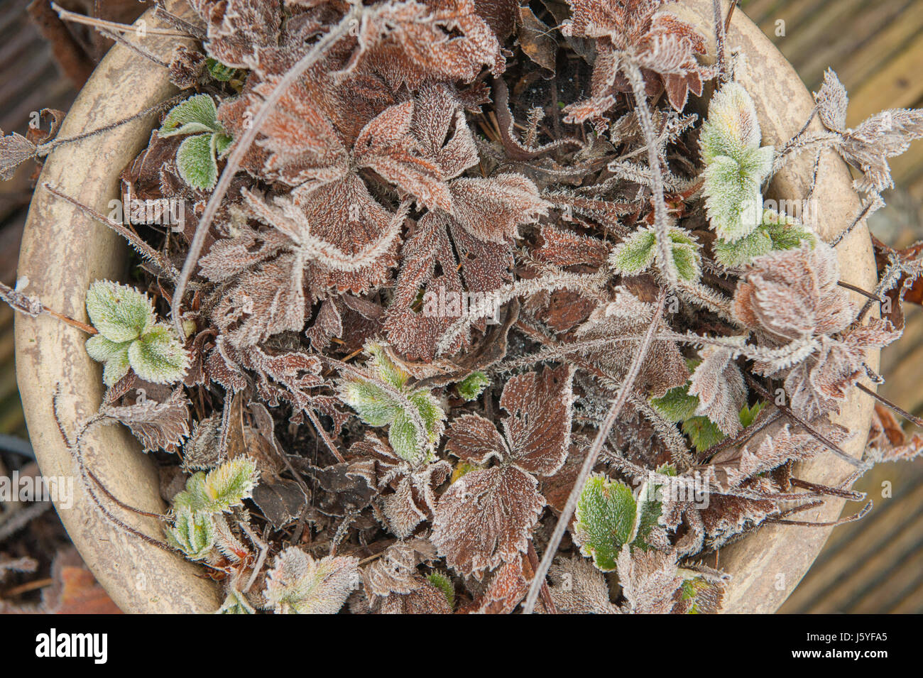 frost on plants in winter Stock Photo - Alamy