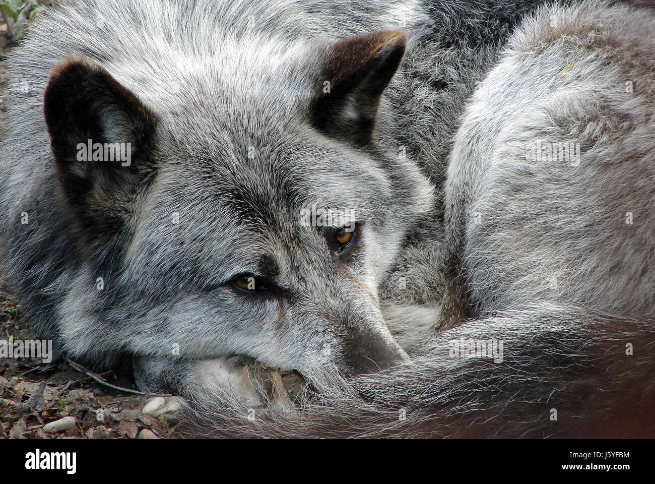 Tame wolf hi-res stock photography and images - Alamy