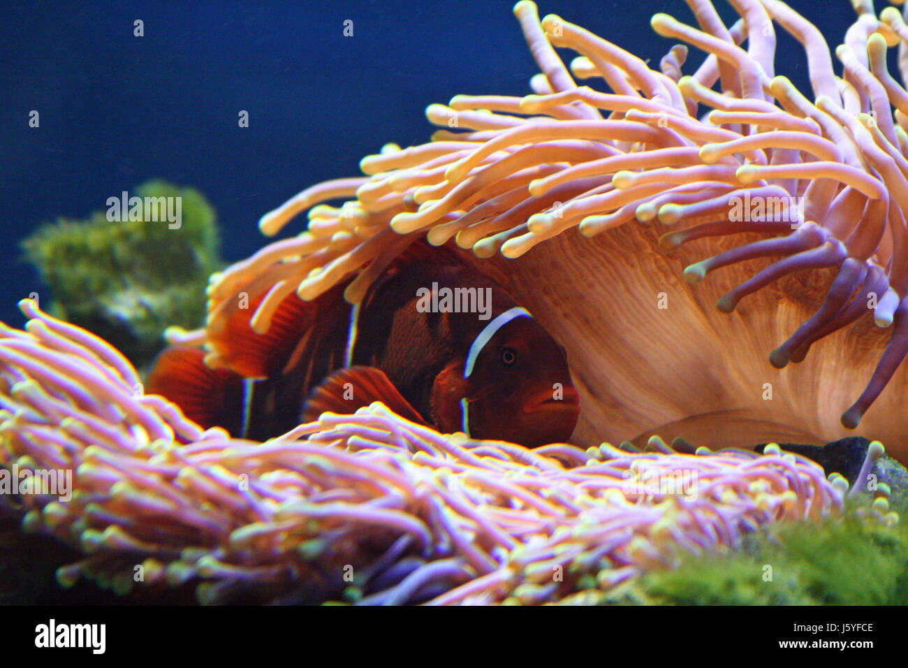 anemonefish in coral Stock Photo - Alamy