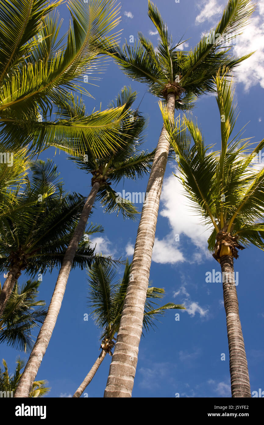 blue tree green tropical palm firmament sky coconut trunk holiday ...