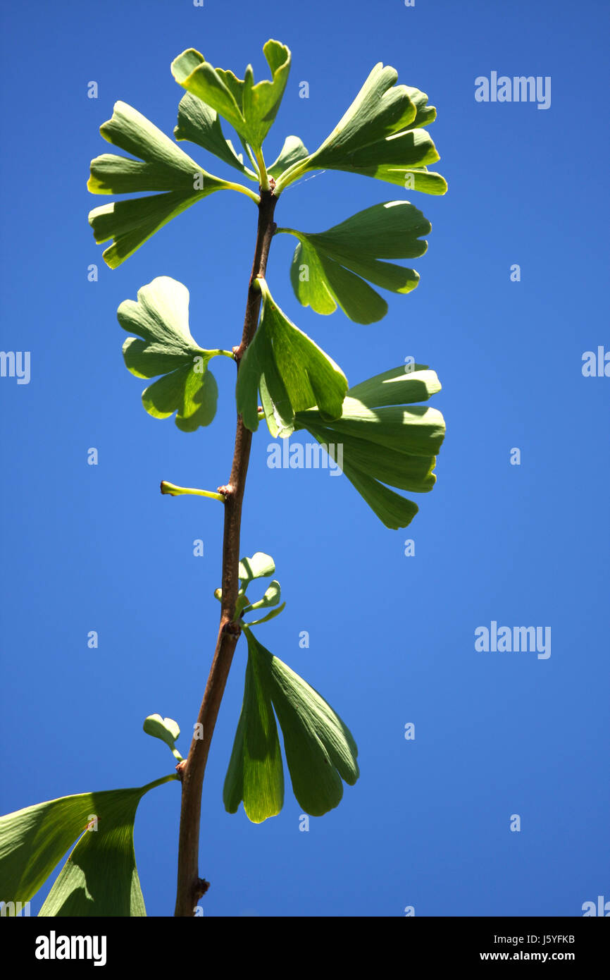 Gingkobaum hi-res stock photography and images - Alamy