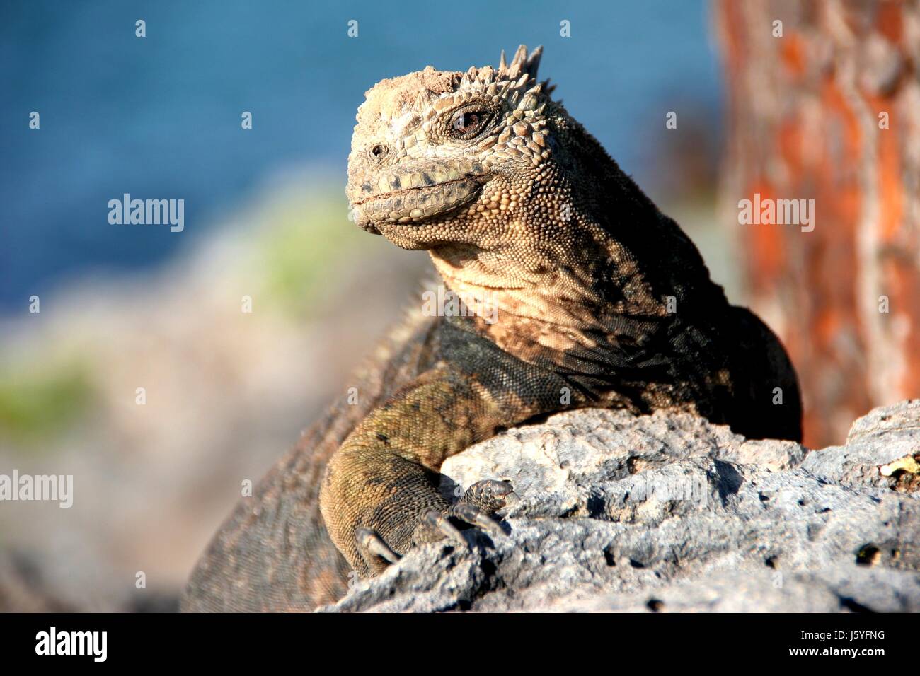 lizard iguana ecuador salt water sea ocean water lizard iguana ecuador ...