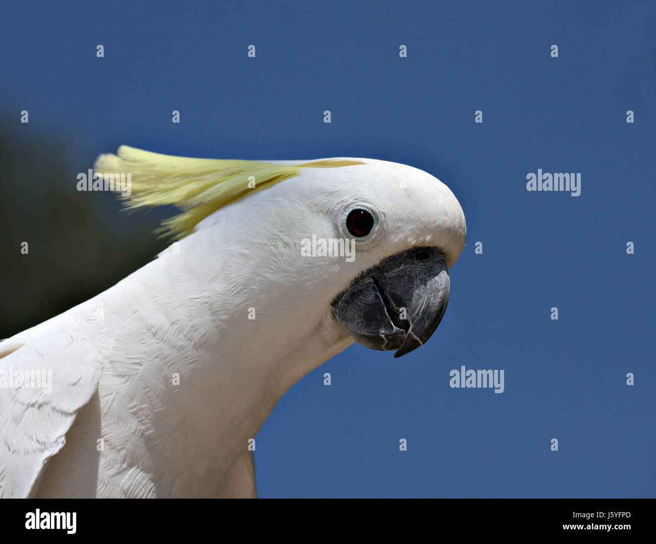 portrait australia beak cockatoo beaks bird portrait birds australia ...