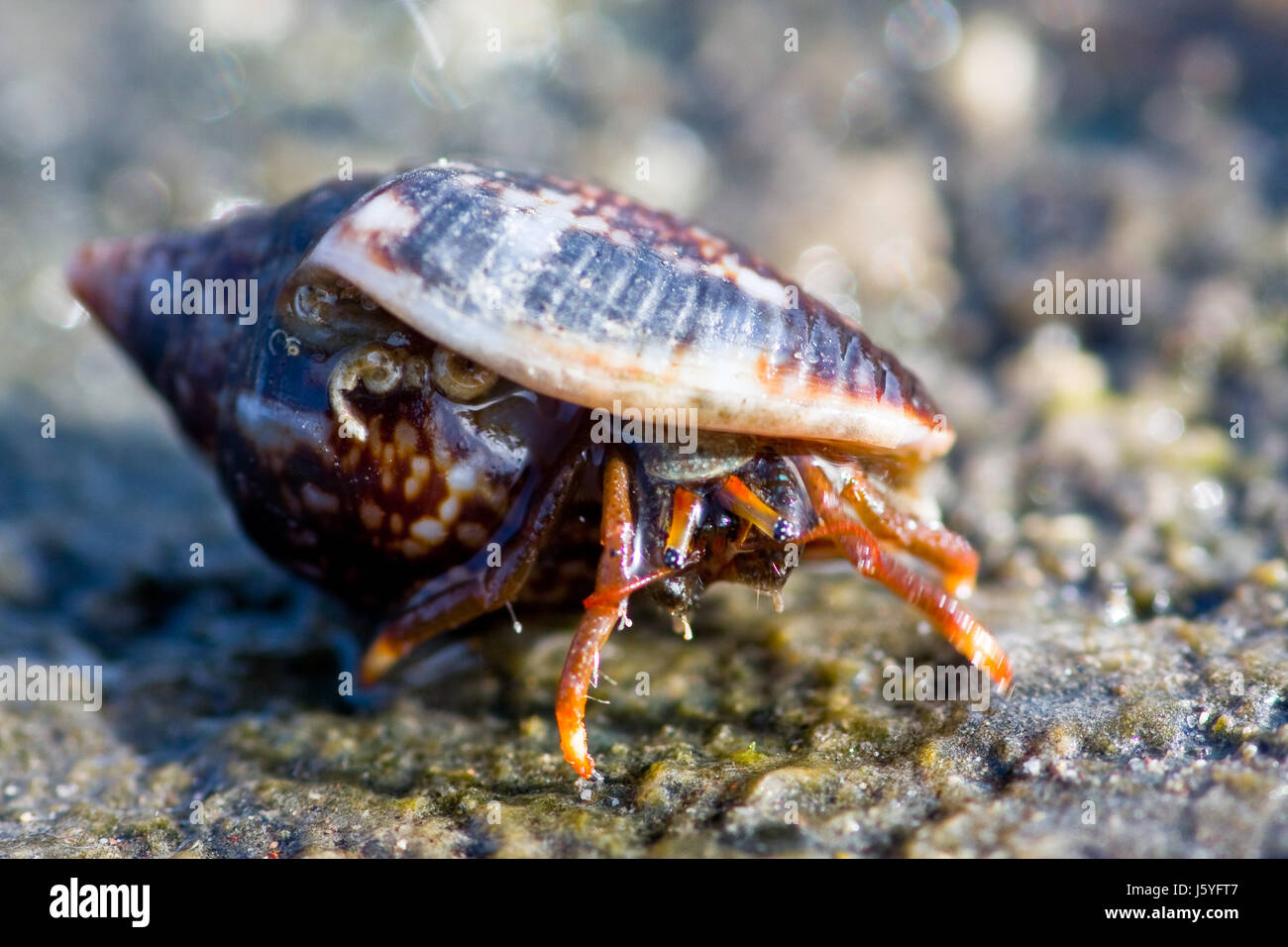 snail shell cancer hermit salt water sea ocean water hermit crab macro ...