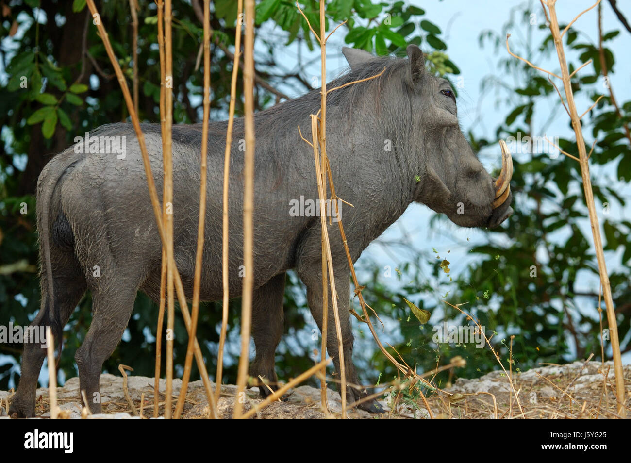 animal mammal wildlife wild animal cutter warthog pig animal mammal ...