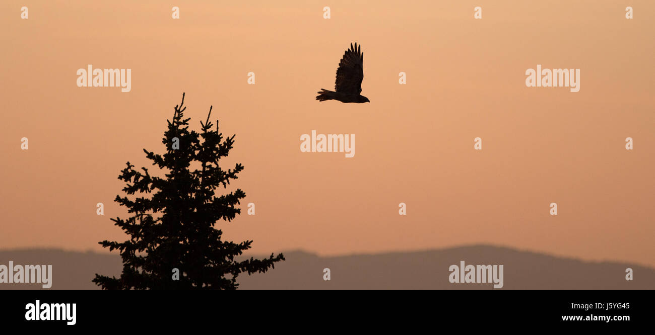 Lone backlit Hawk flying at sunrise on Sykes Ridge in the Pryor ...