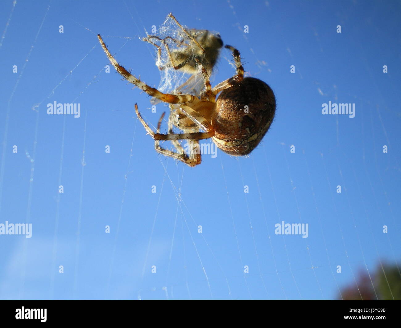 animal spider prey booty to gorge engulf devour articulate animal ...