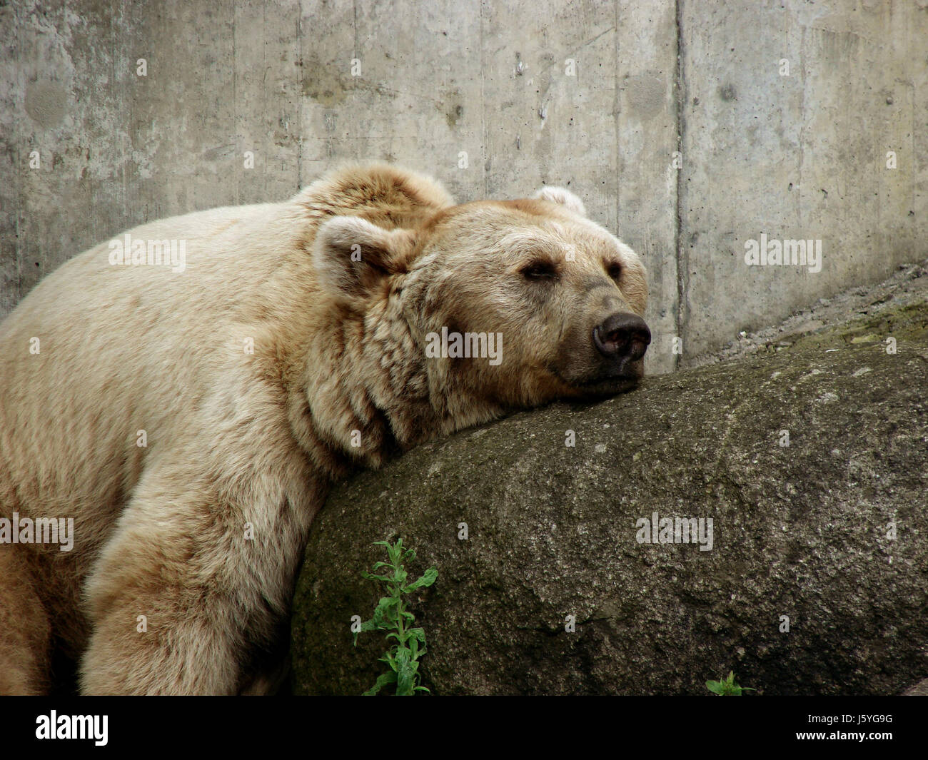 bear lie lying lies predator boredom bears bear brown brownish brunette ...