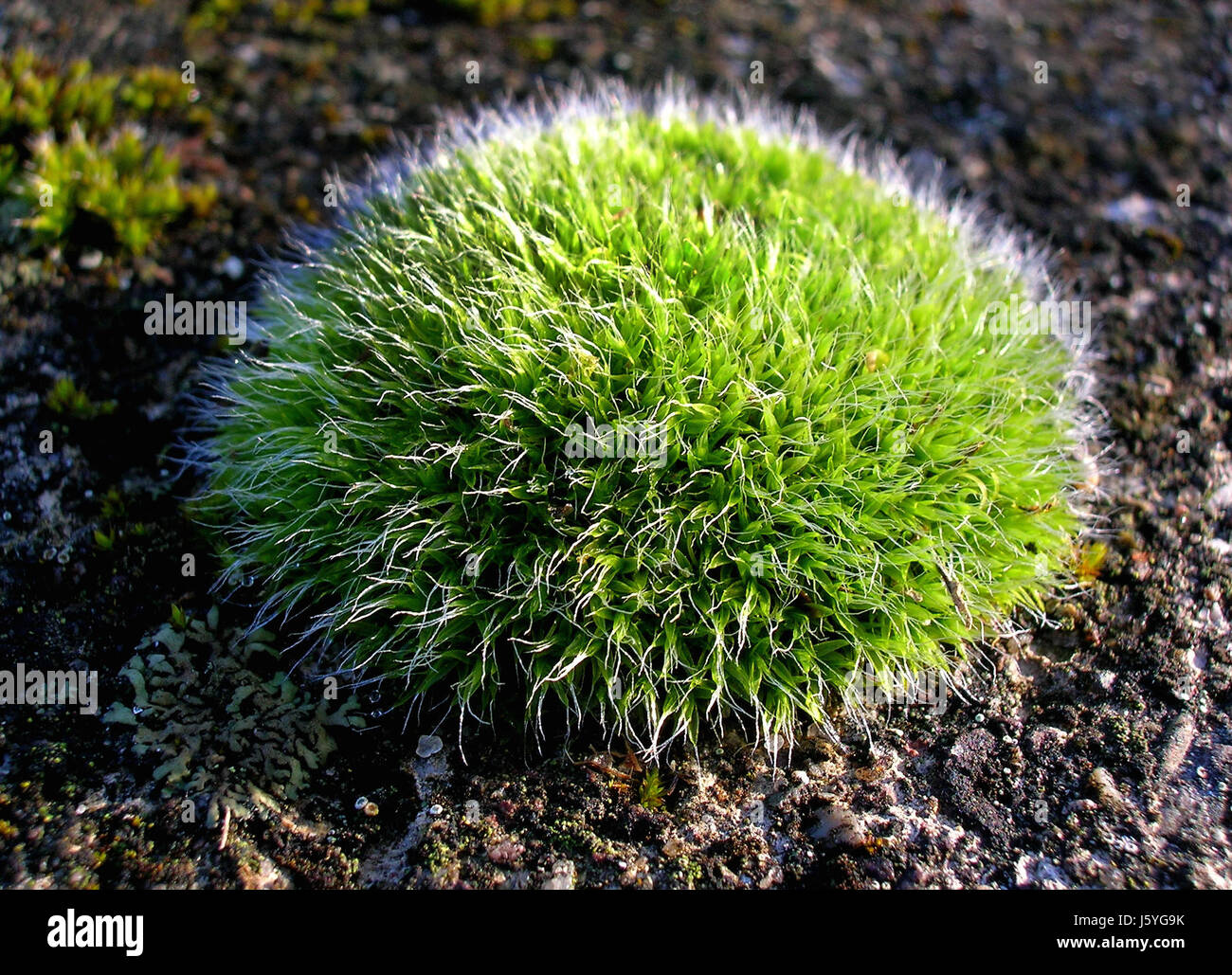 soft moss chlorophyll wayside spores stone green soft moss chlorophyll wayside Stock Photo - Alamy