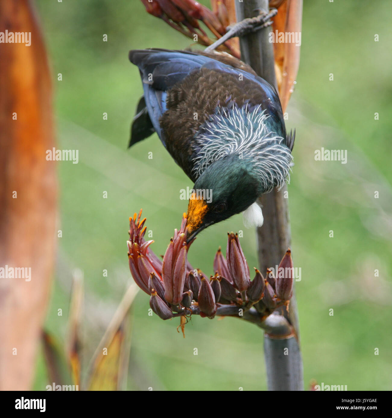 nectar drinking tui in new zealand Stock Photo - Alamy
