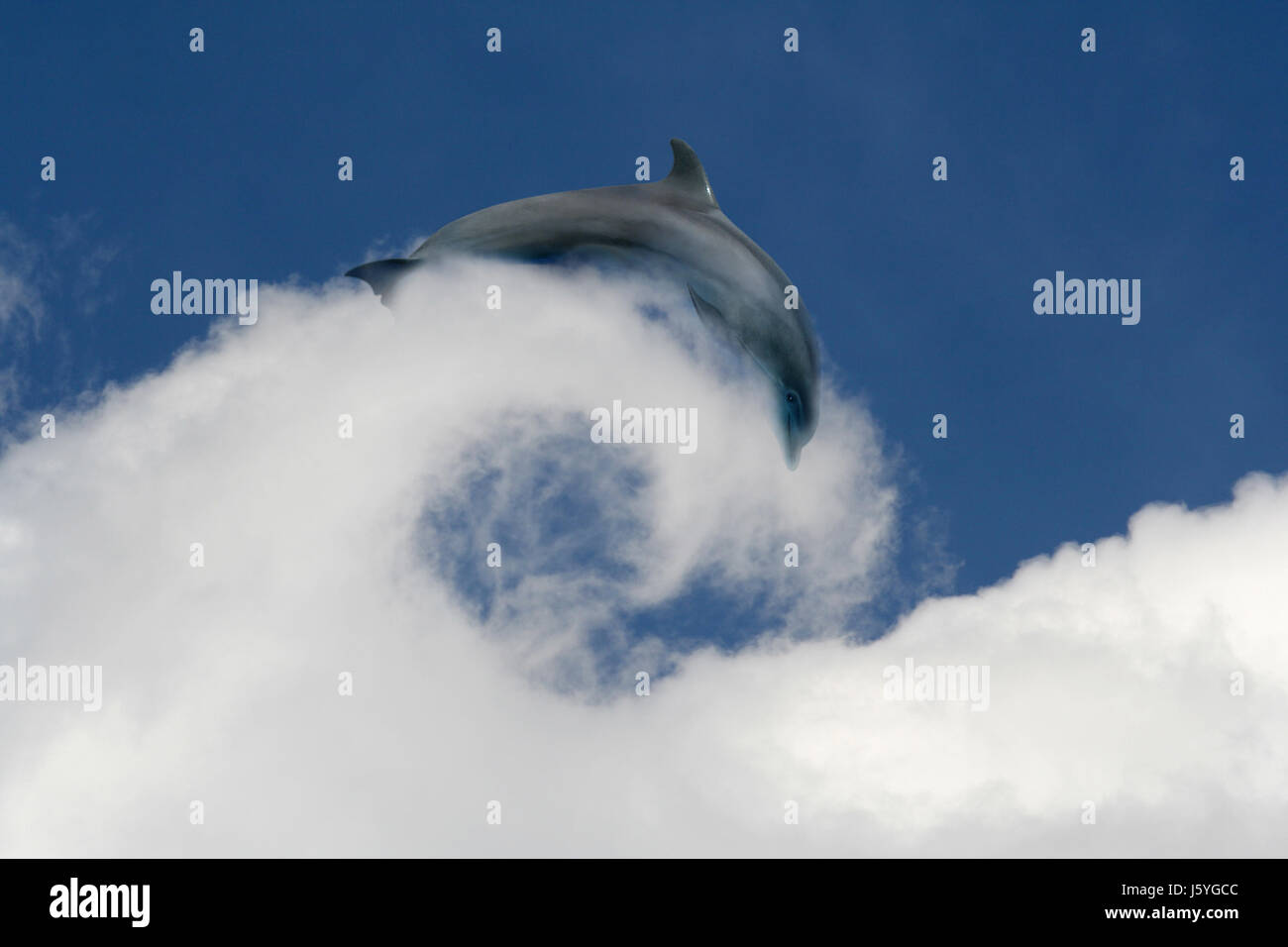 cloud dolphin pinball porpoise blue laugh laughs laughing twit giggle ...