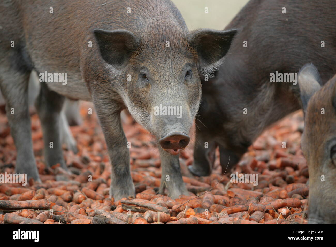 agriculture farming masts farm animal proboscis domestic pig pig fatten ...