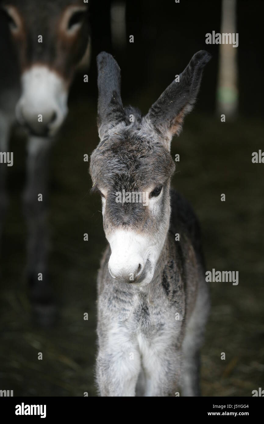 obstinate donkey horse foal young animal farm animal agriculture ...