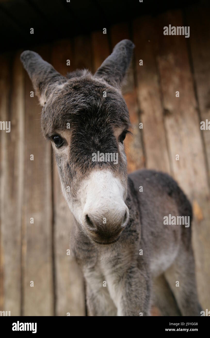 obstinate donkey horse foal young animal farm animal agriculture ...