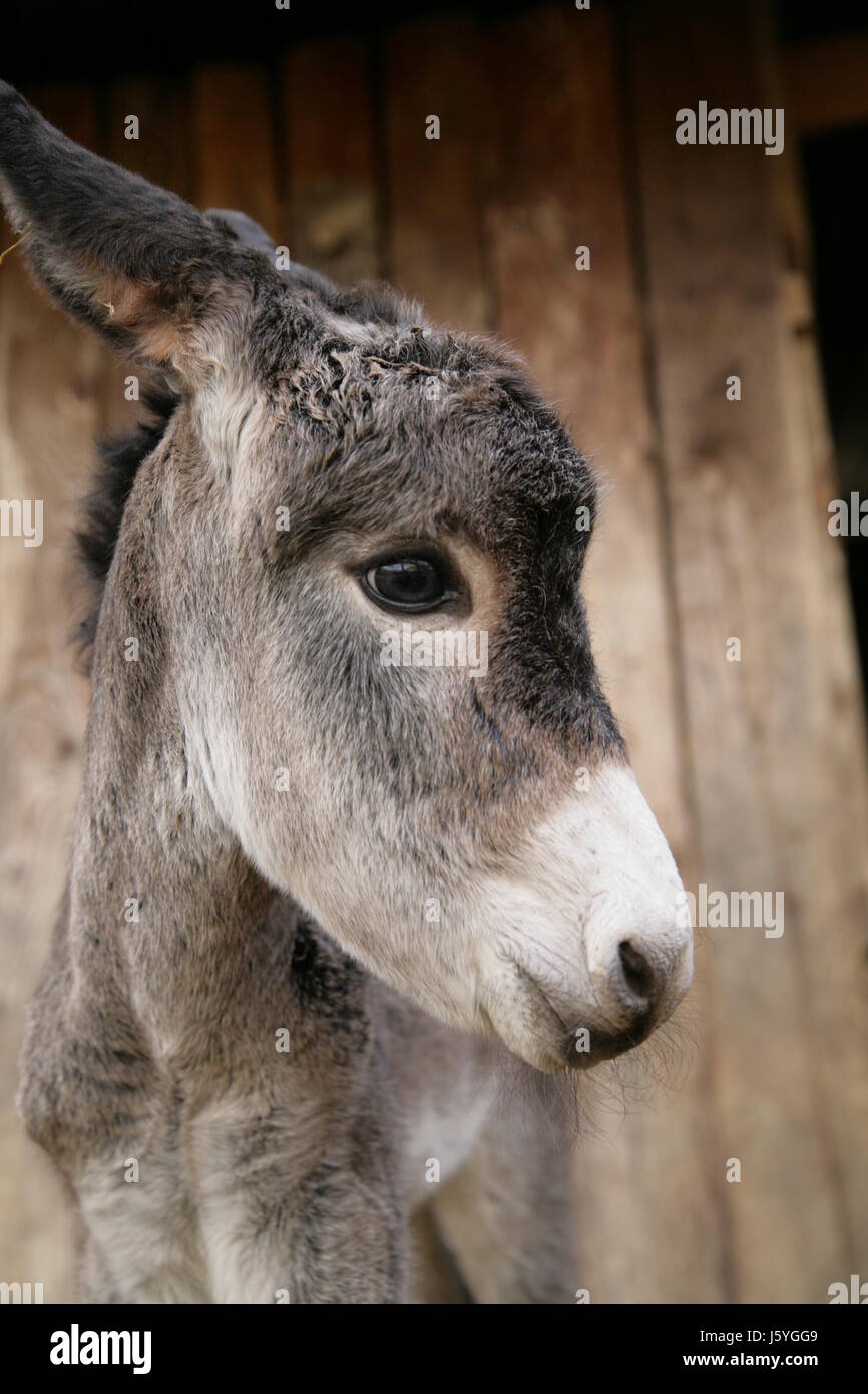 obstinate donkey horse foal young animal farm animal agriculture ...