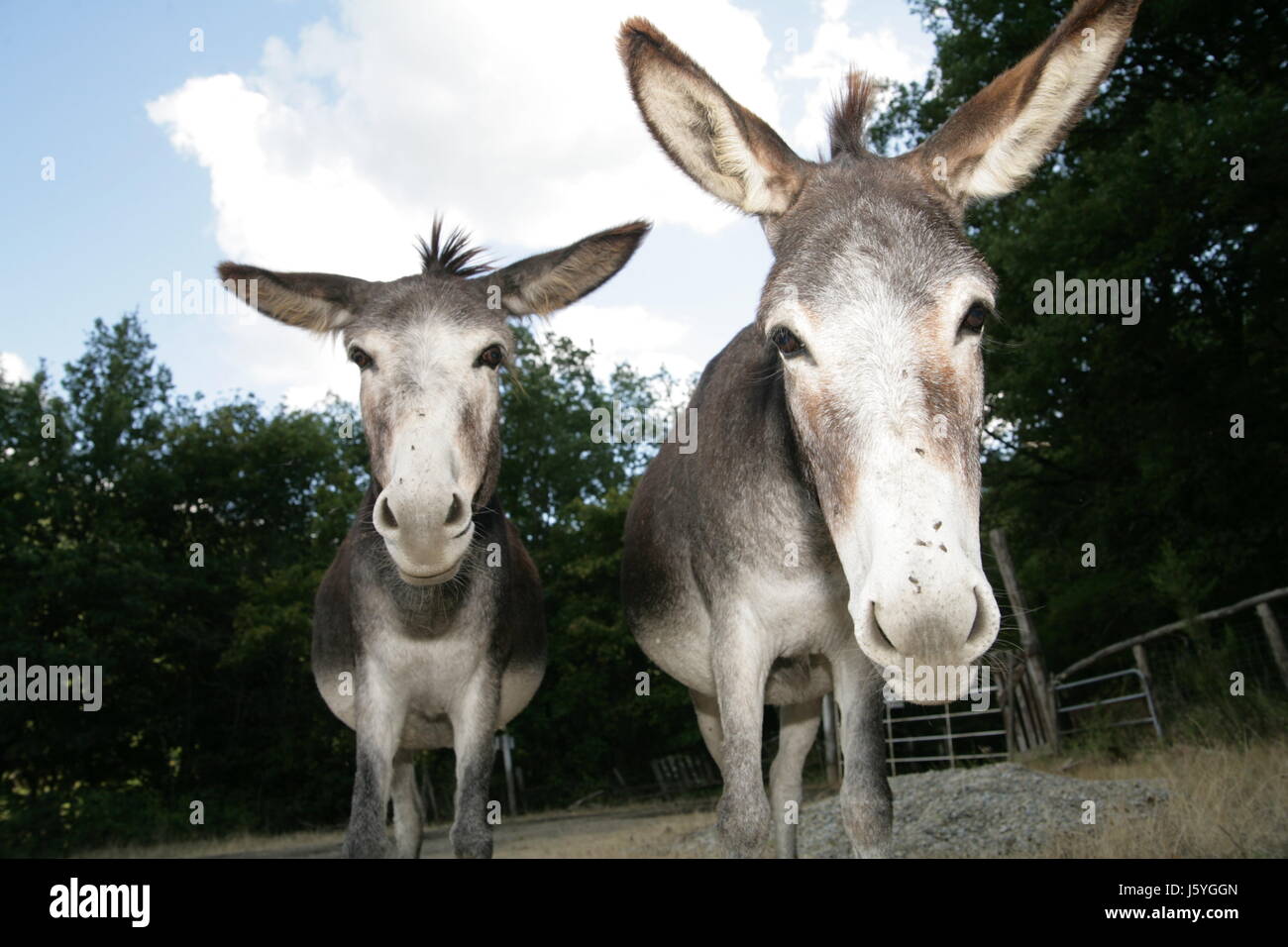 obstinate donkey horse foal young animal farm animal agriculture ...