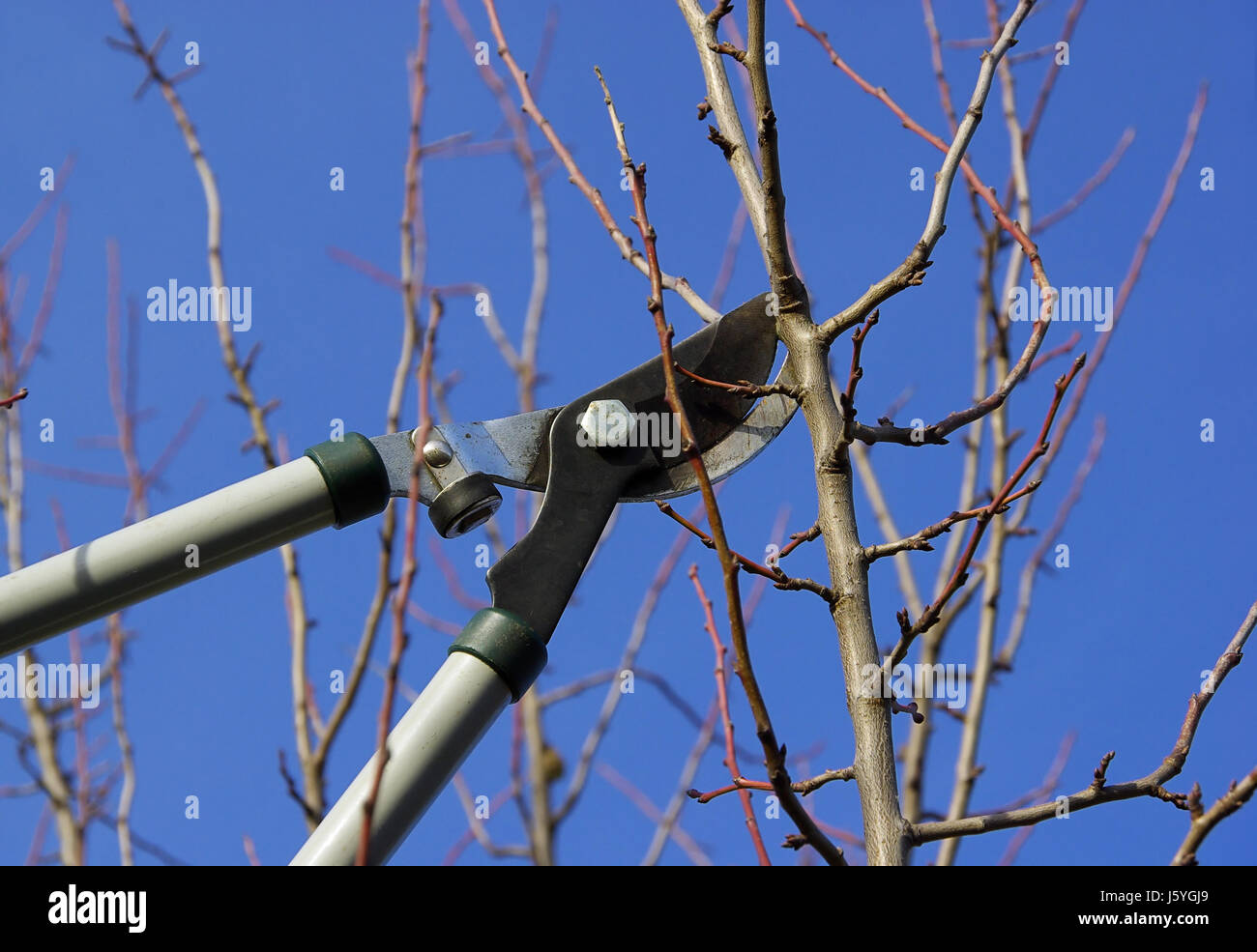 tree branch cut scissors scissor castrate secateurs secateur tree ...