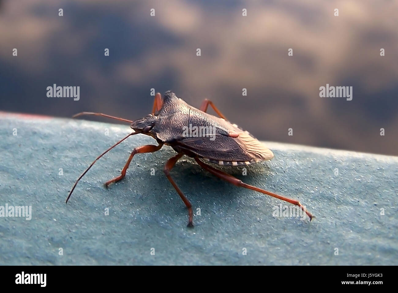 macro close-up macro admission close up view animal insect aphid louse ...