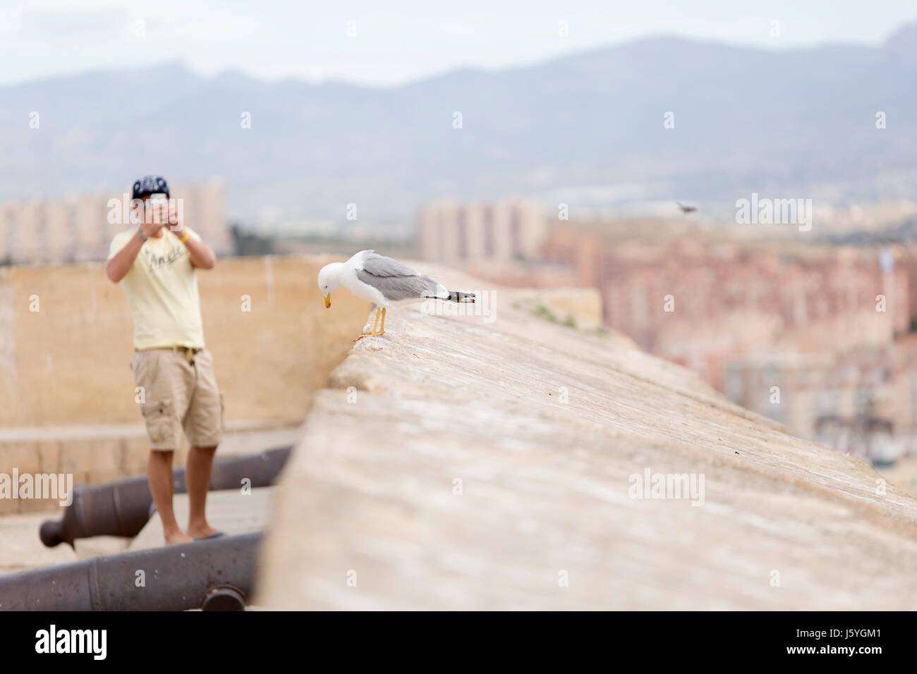 Man photographing a Seagull at Santa Barbara Castle in Alicante, Spain ...