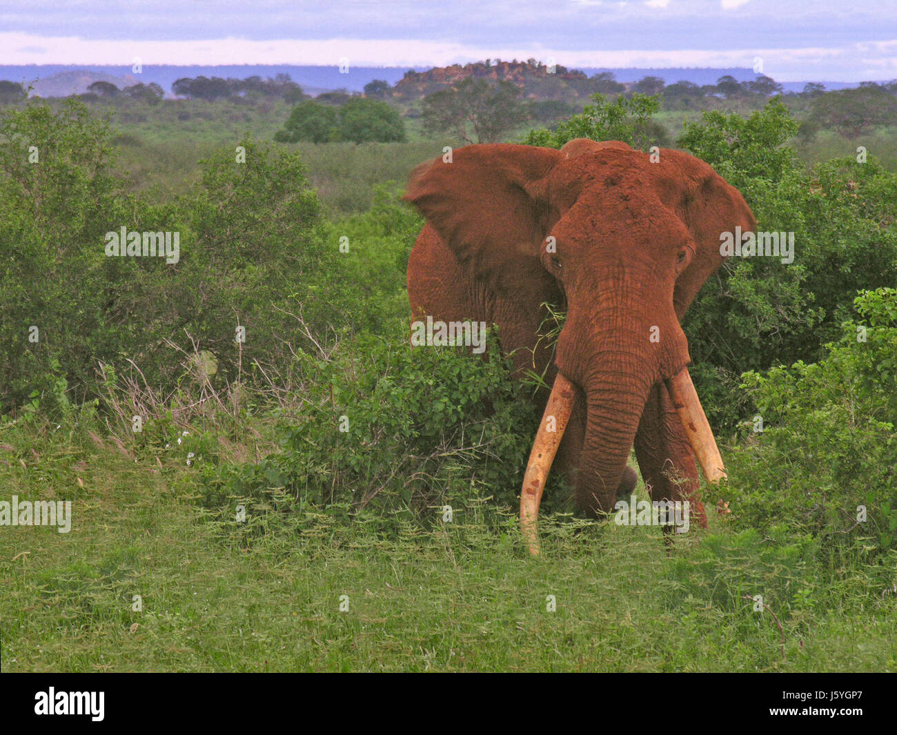the red elephant Stock Photo - Alamy
