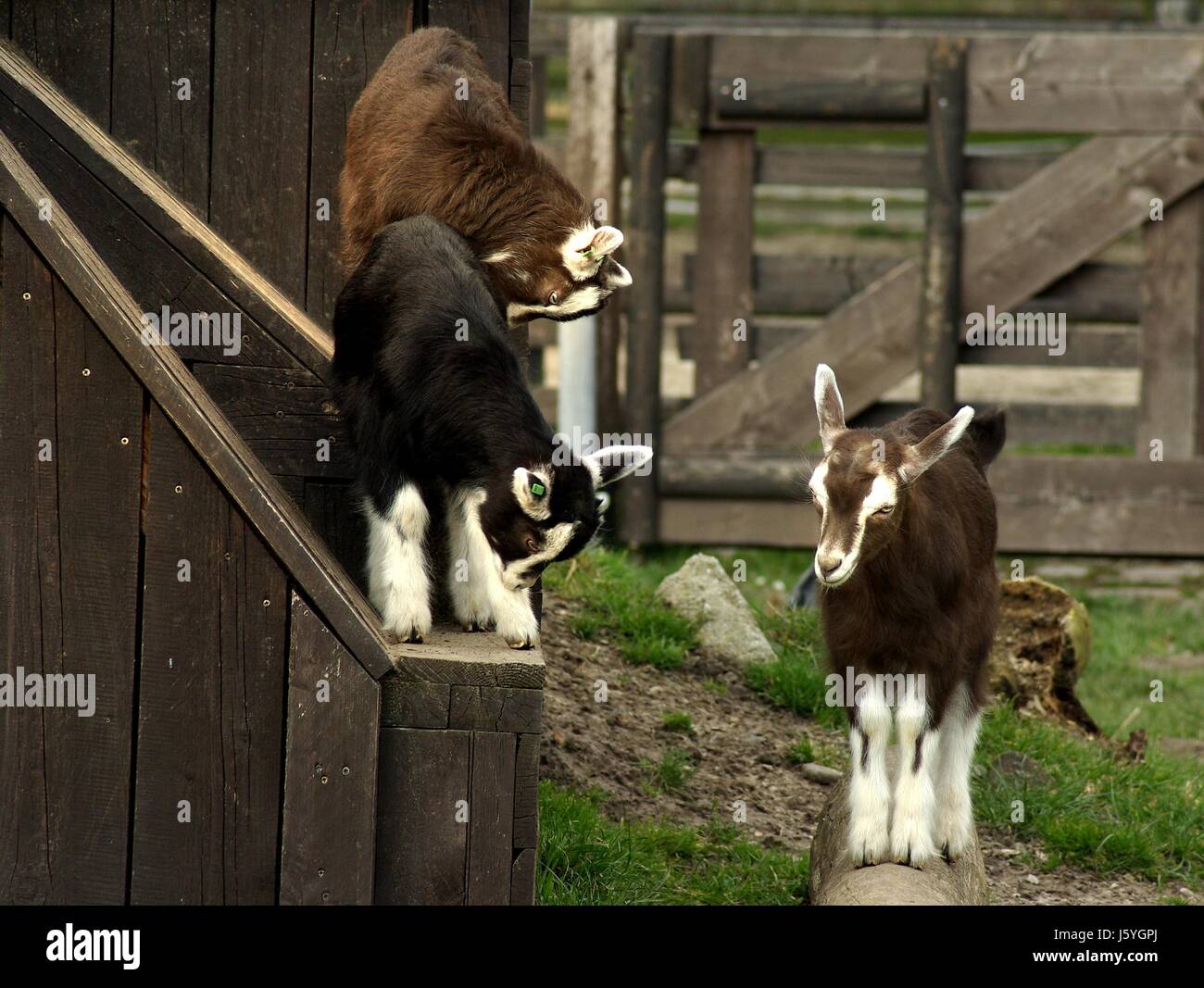 Young goats kids playing hi-res stock photography and images - Alamy