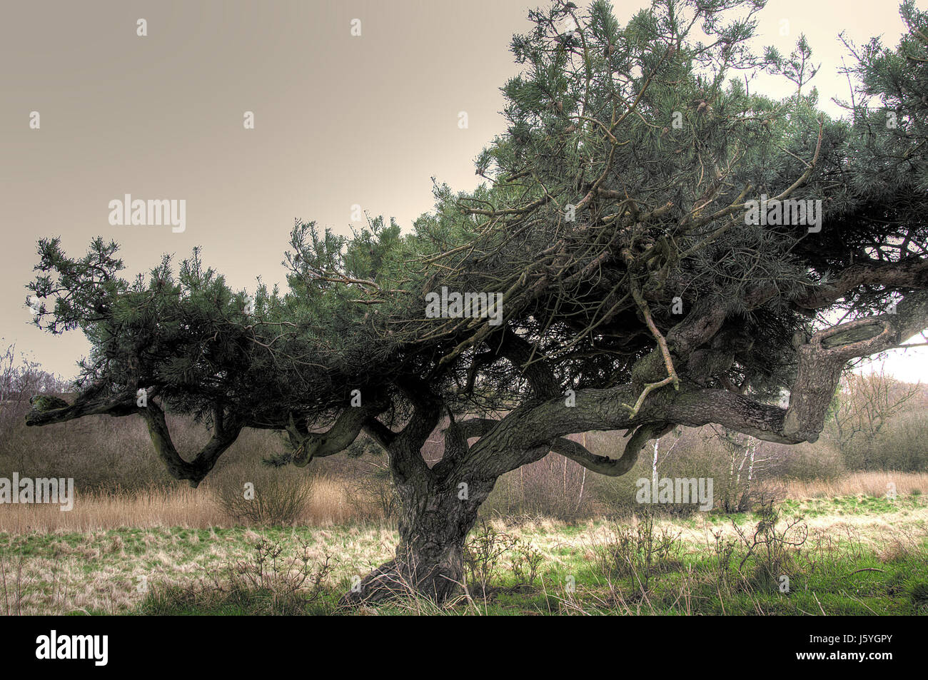 tree reprove wind direction crooked warped hunchbacked humpbacked bowed ...