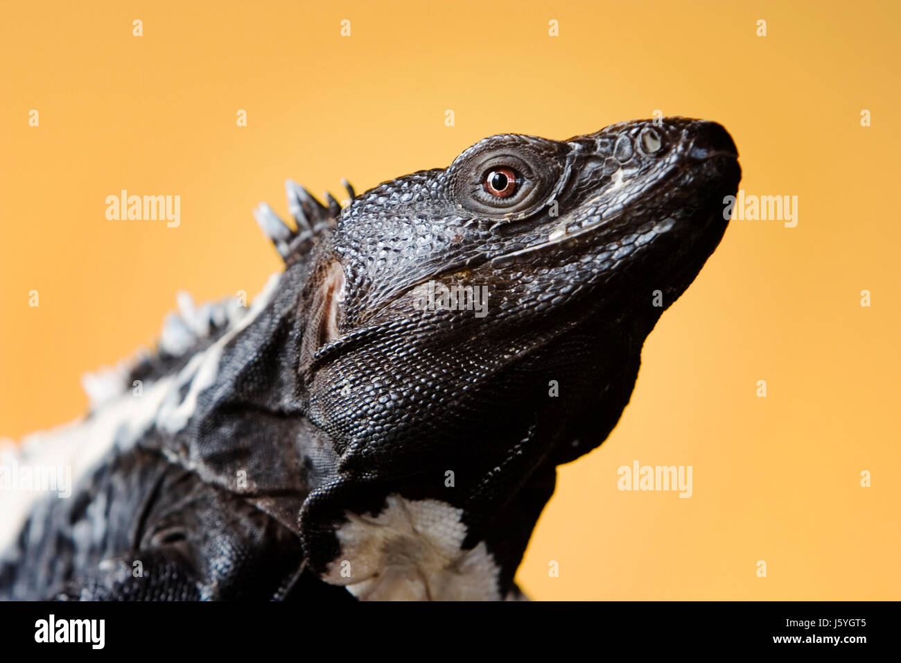 lizard iguana tail spiny spine scale isolated desert wasteland animal ...