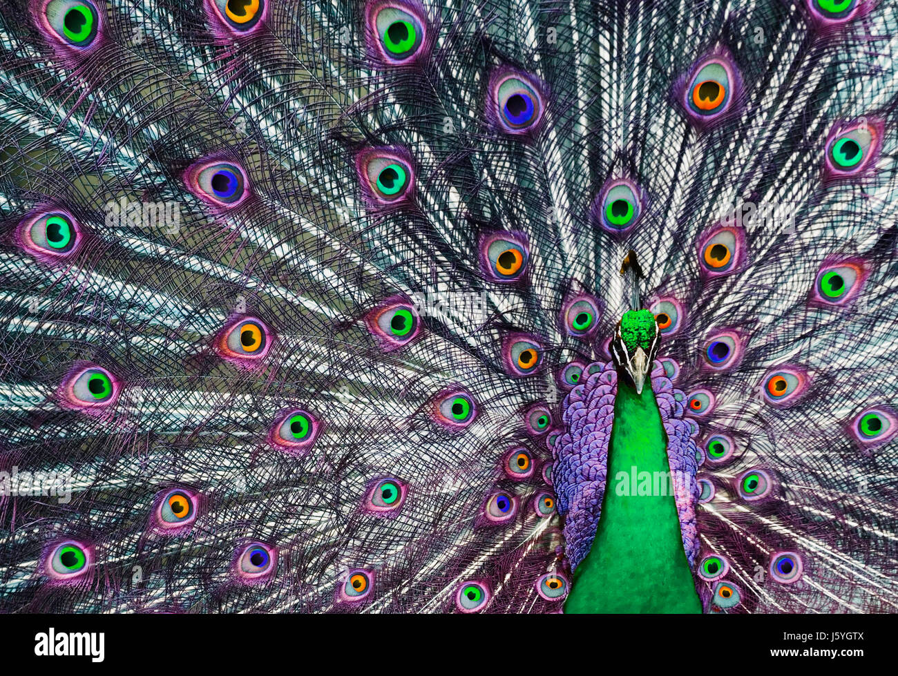 beautiful beauteously nice bird male masculine peacock ritual display ...