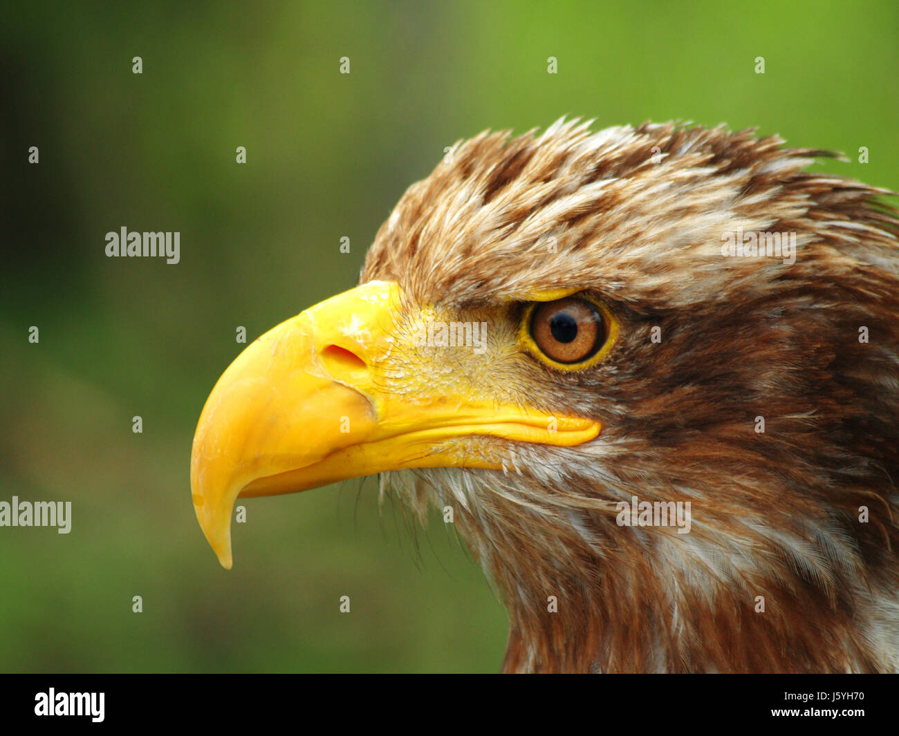 profile bird birds birds of prey raptor beak eagle beaks nature head danger Stock Photo - Alamy