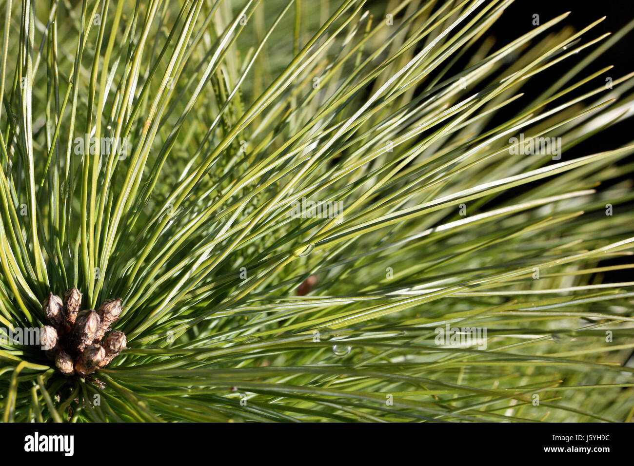pine conifer garden pine branch shrub gardens conifer plant nature ...