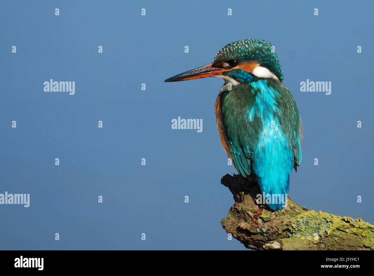 blue bird birds jewel kingfisher kingfishers nature blue bird birds ...
