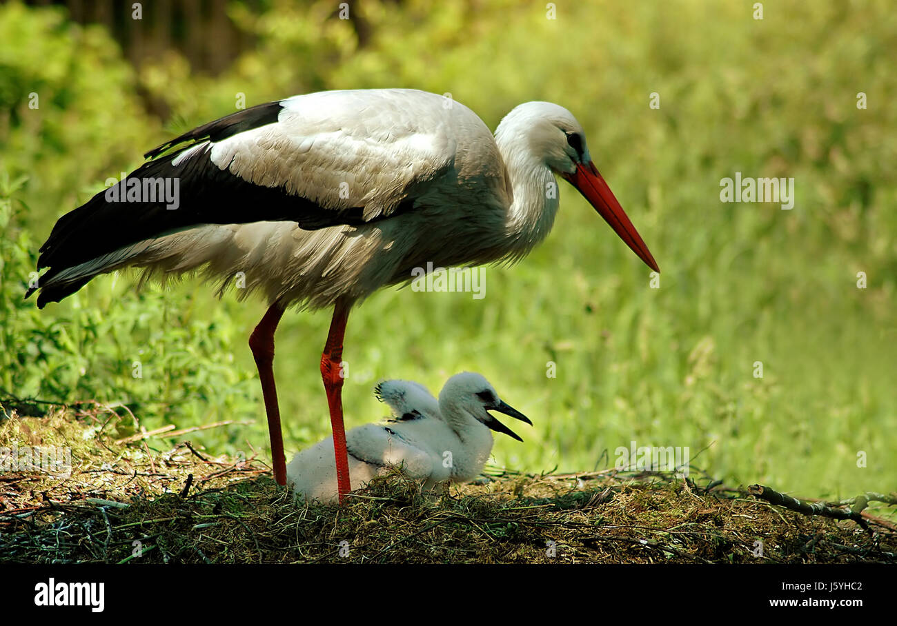 bird birds beak stork nest storks feed young animal beaks shine shines ...
