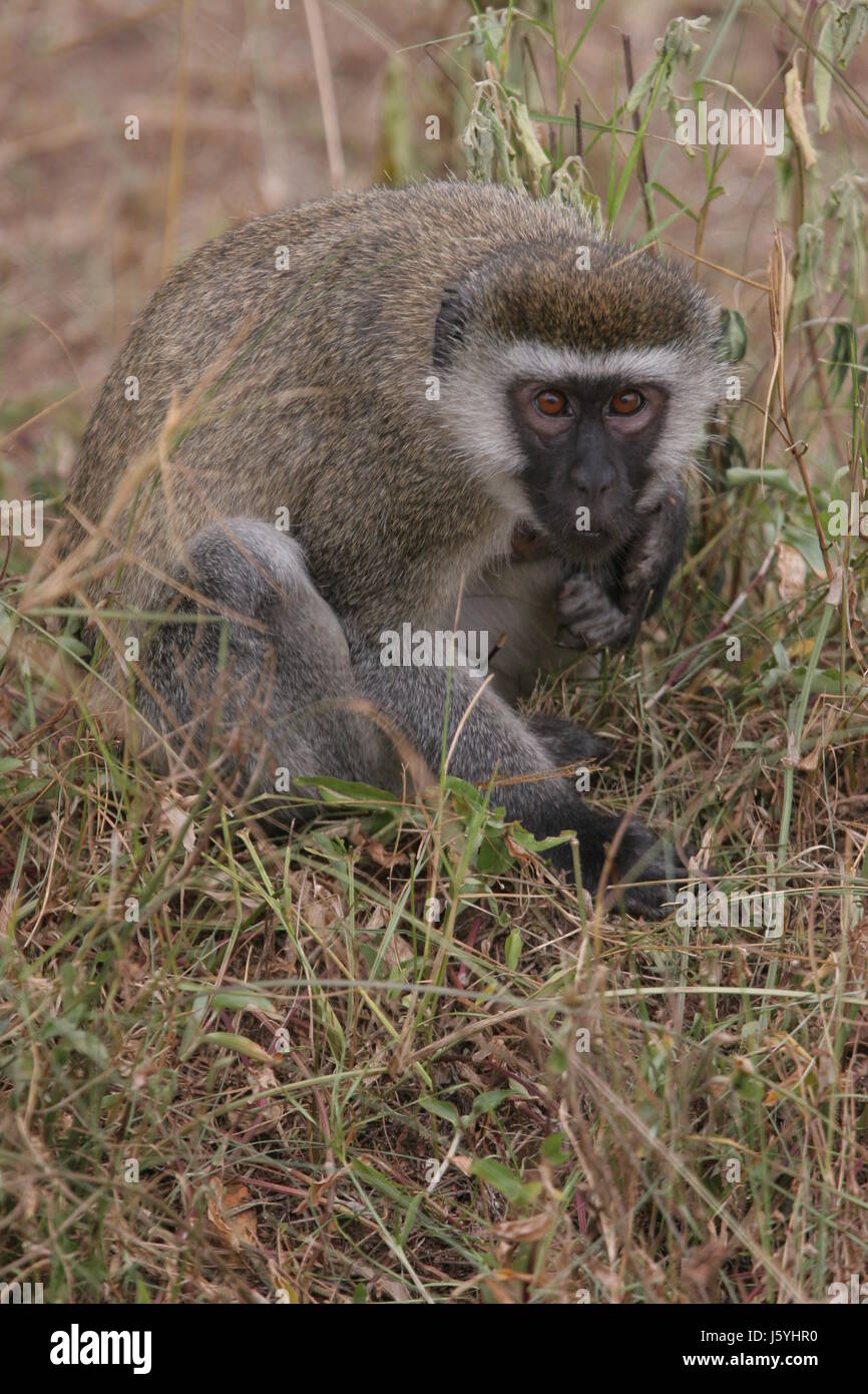female africa monkey uganda nature female africa monkey wildlife scared ...